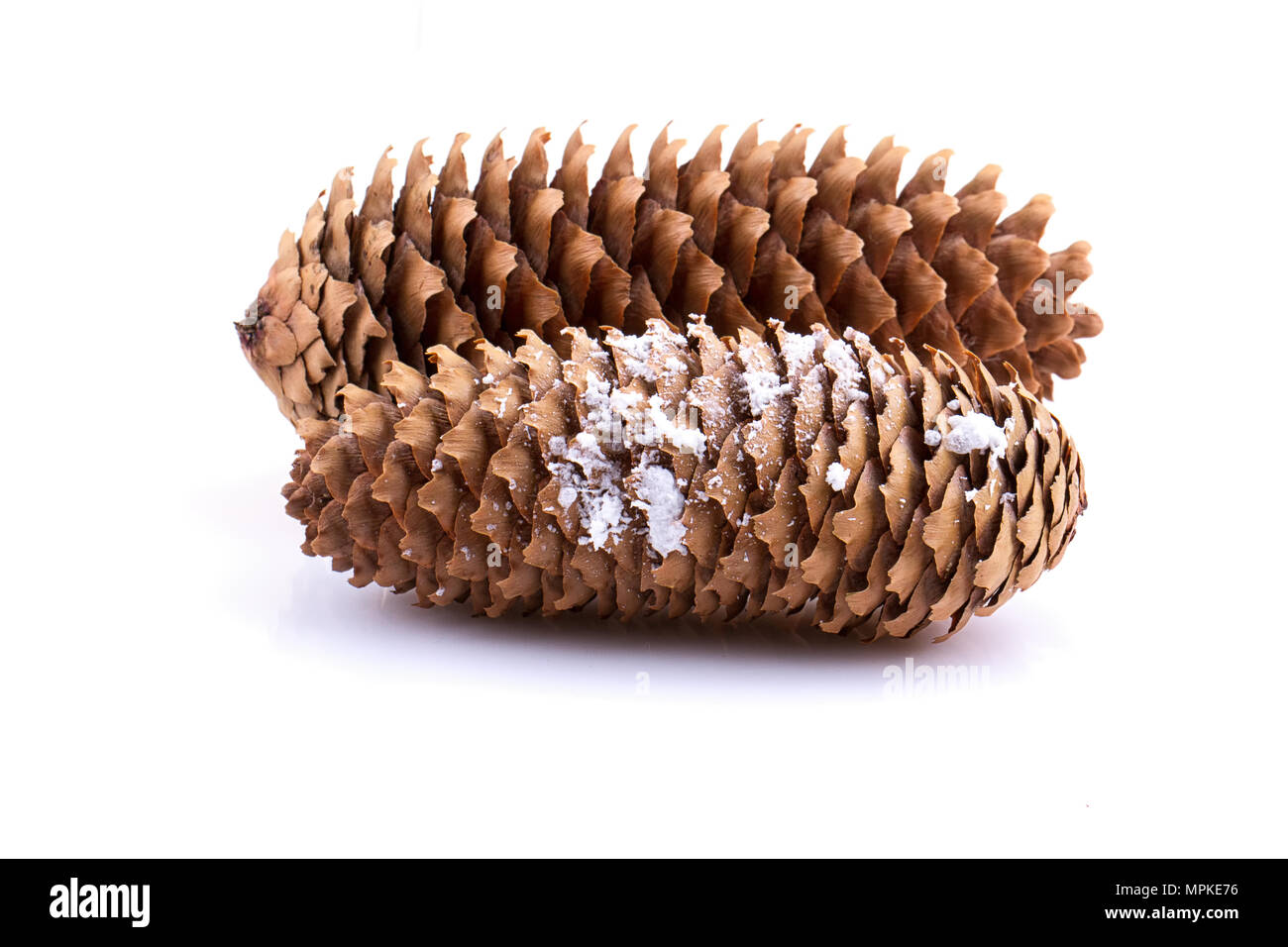 Single pine cone isolated on white background Stock Photo - Alamy