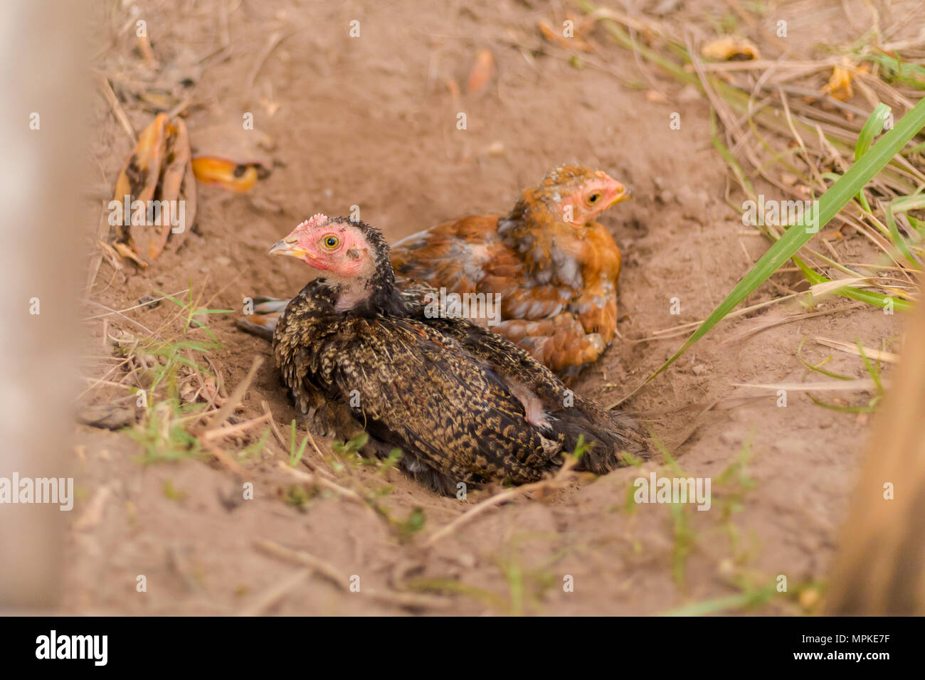 Chicken on Don Det island in south Laos. Life on four thousands islands ...