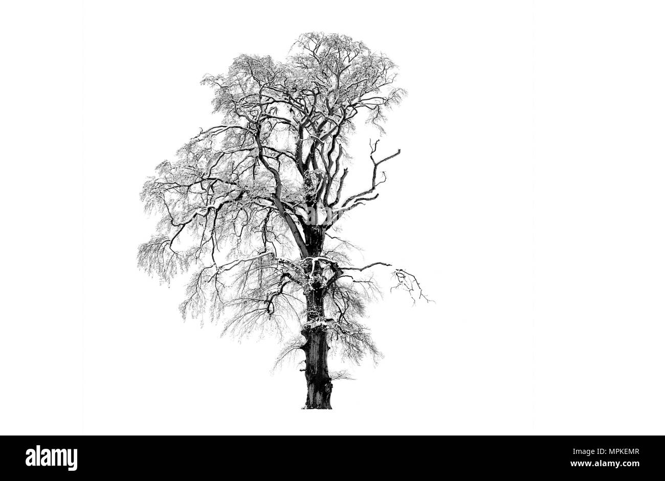 Baron tree Cut Out Stock Images & Pictures - Alamy