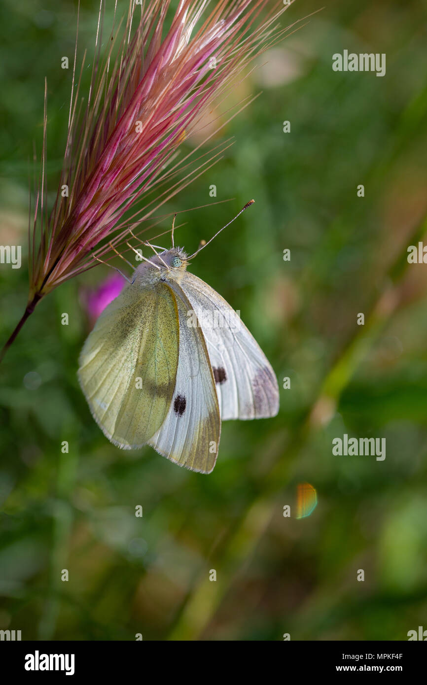 Butterfly photographed in their natural environment Stock Photo - Alamy