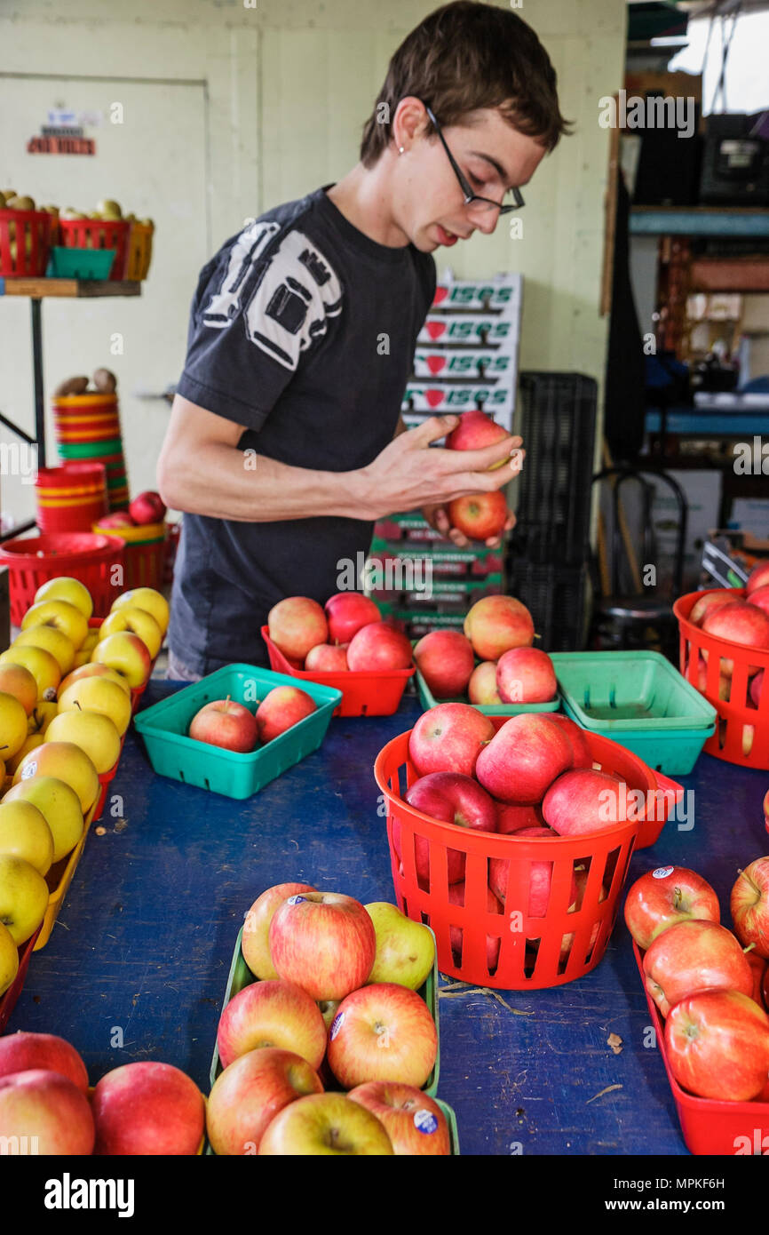 Vendors sorts apples hi-res stock photography and images - Alamy