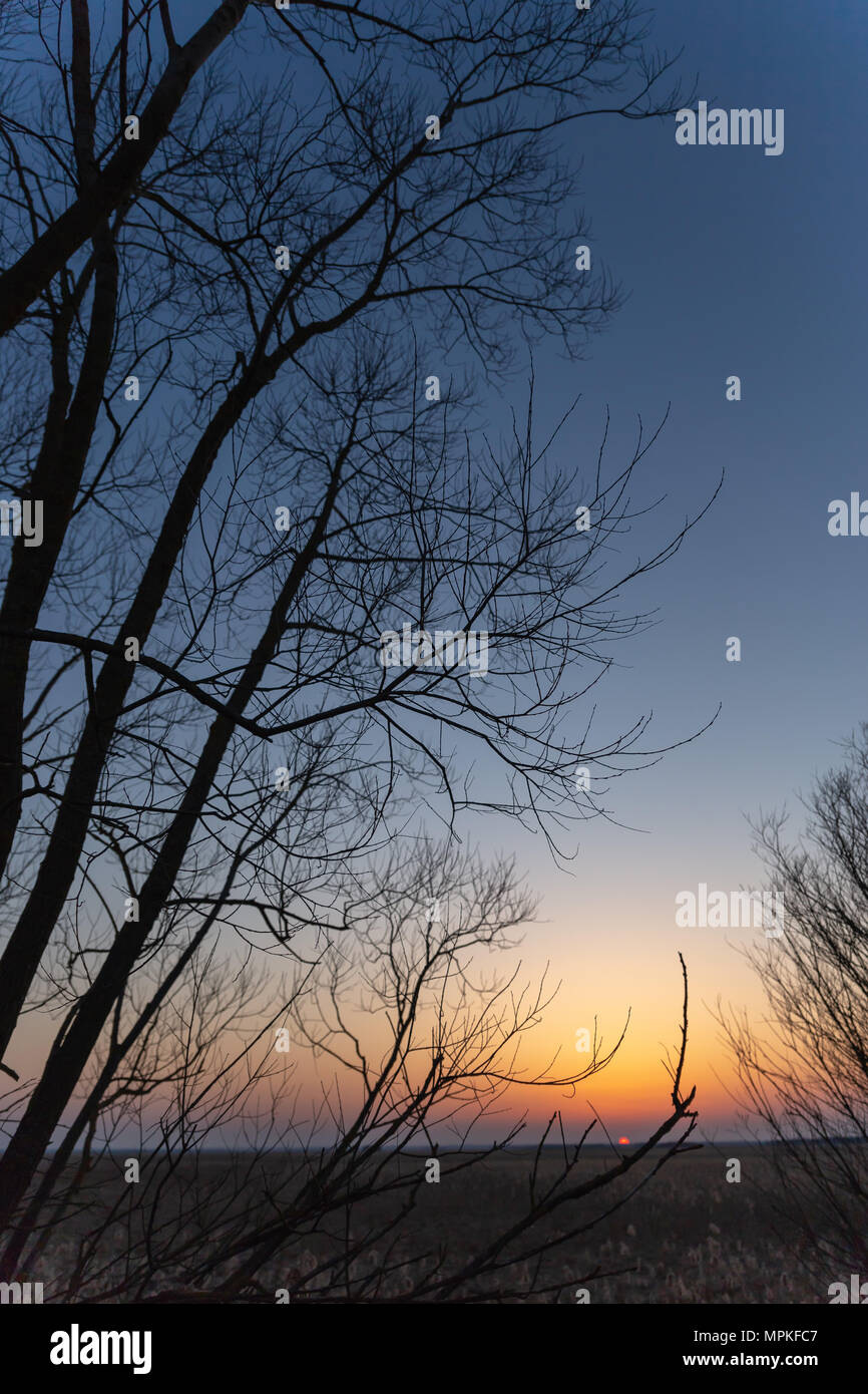 Tree outlines against the sky and sunset sun Stock Photo - Alamy