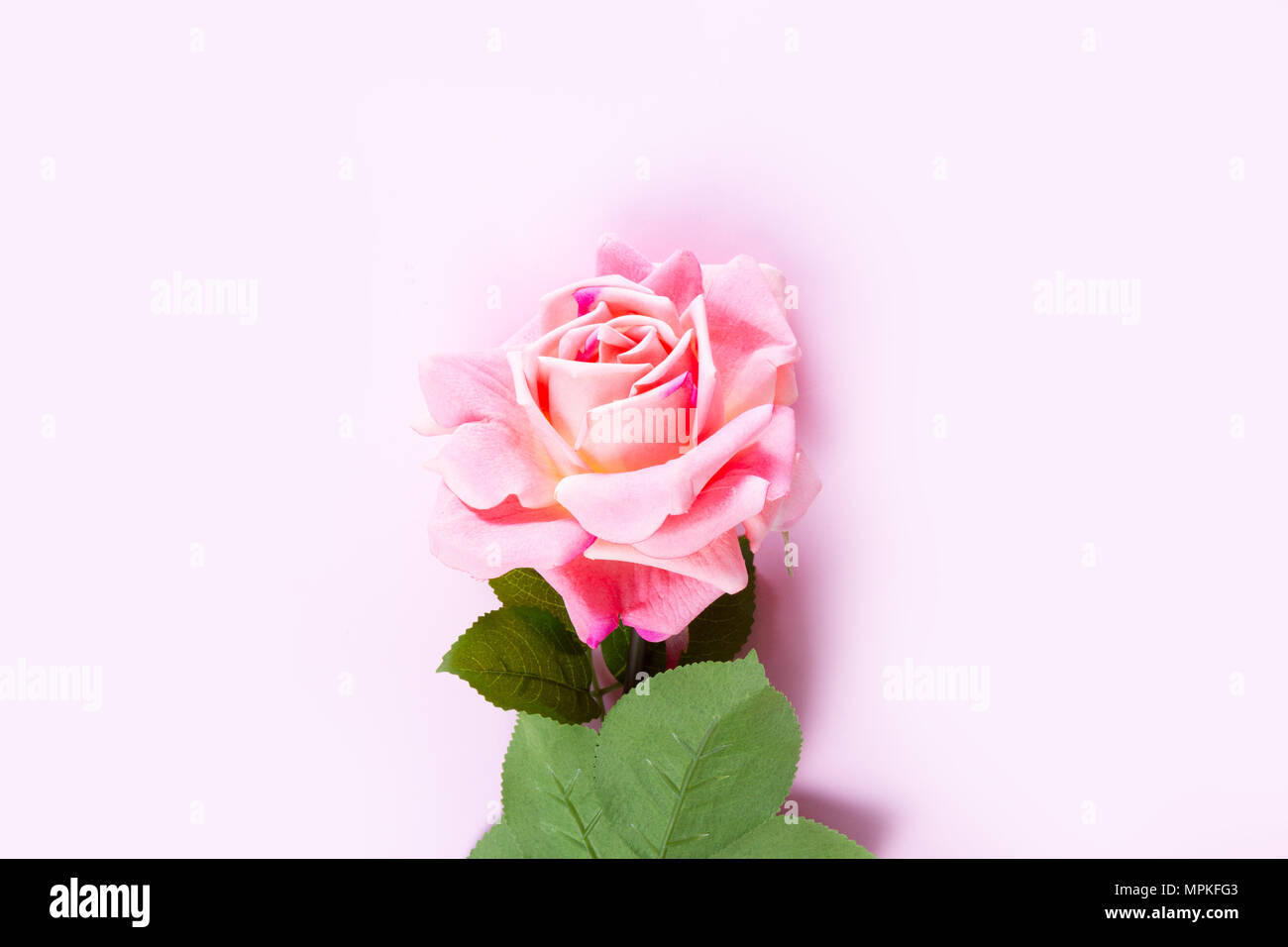 Violet blooming roses Stock Photo - Alamy