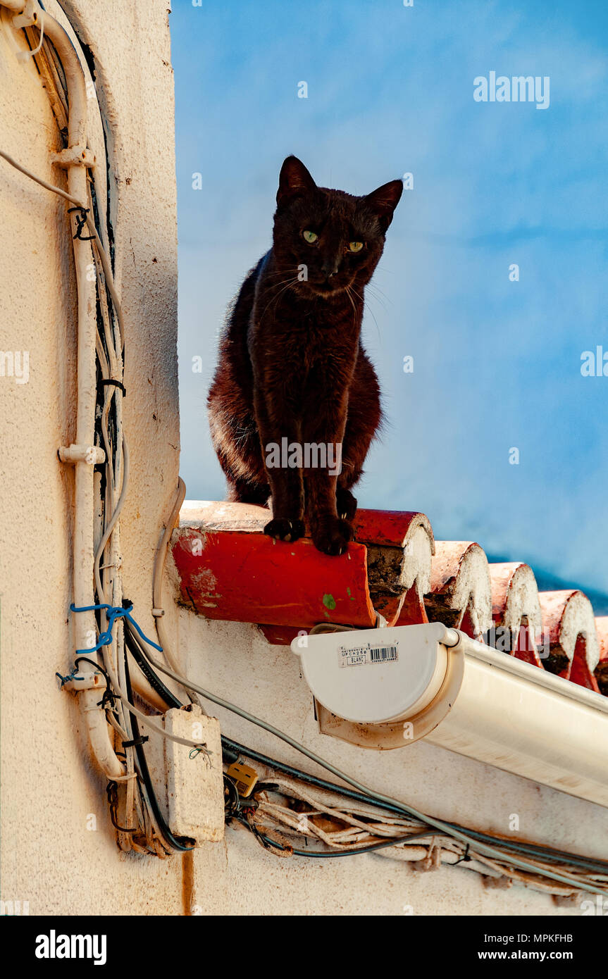 Cat on the roof at Silves Stock Photo - Alamy