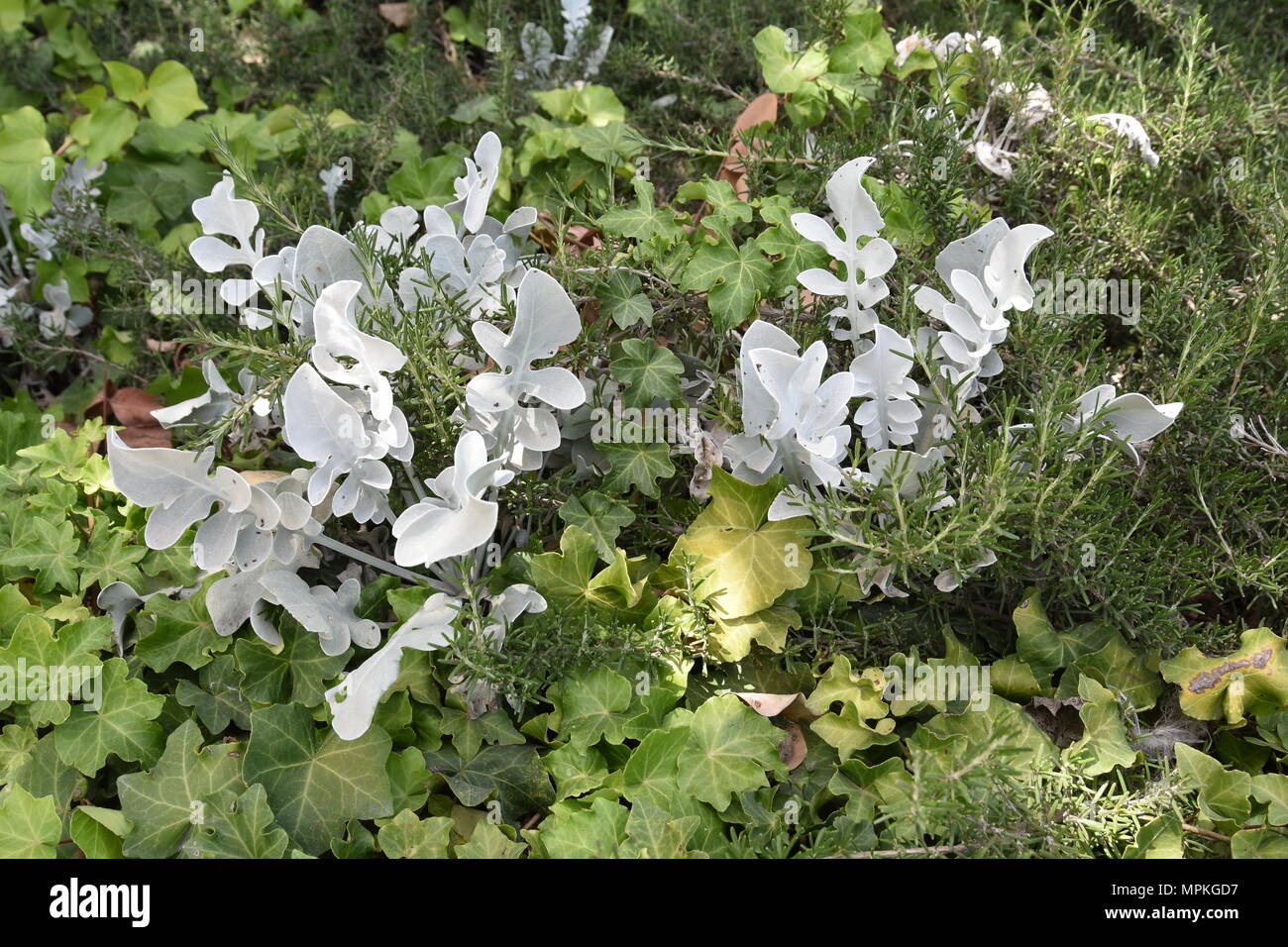 Different, beautiful plants of Israel Stock Photo - Alamy