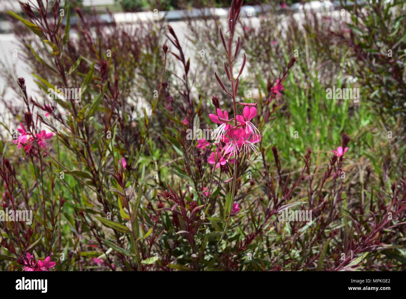 Gaura plants hi-res stock photography and images - Alamy