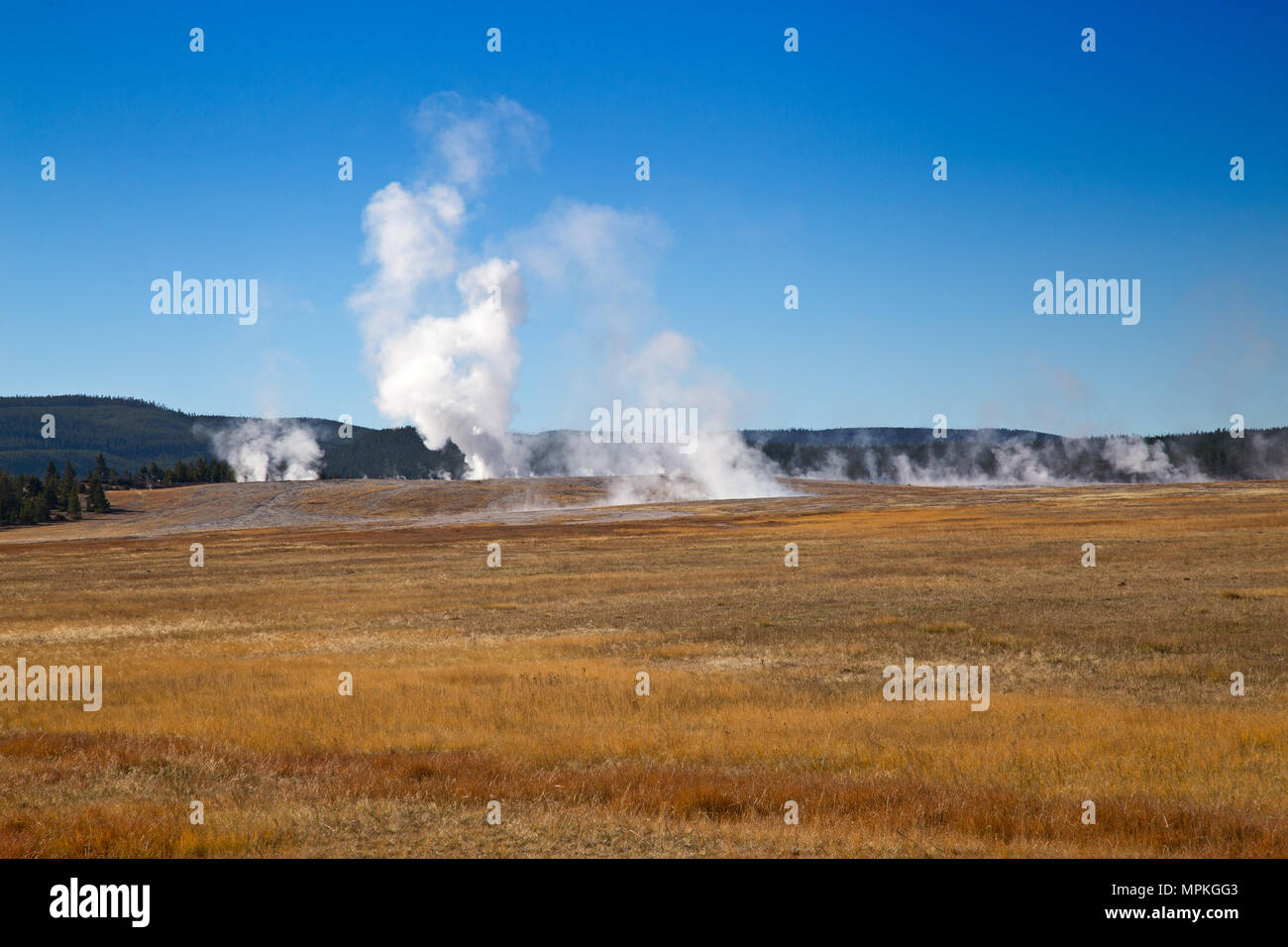 Lower geyser basin in the Yellowstone National park, USA Stock Photo ...