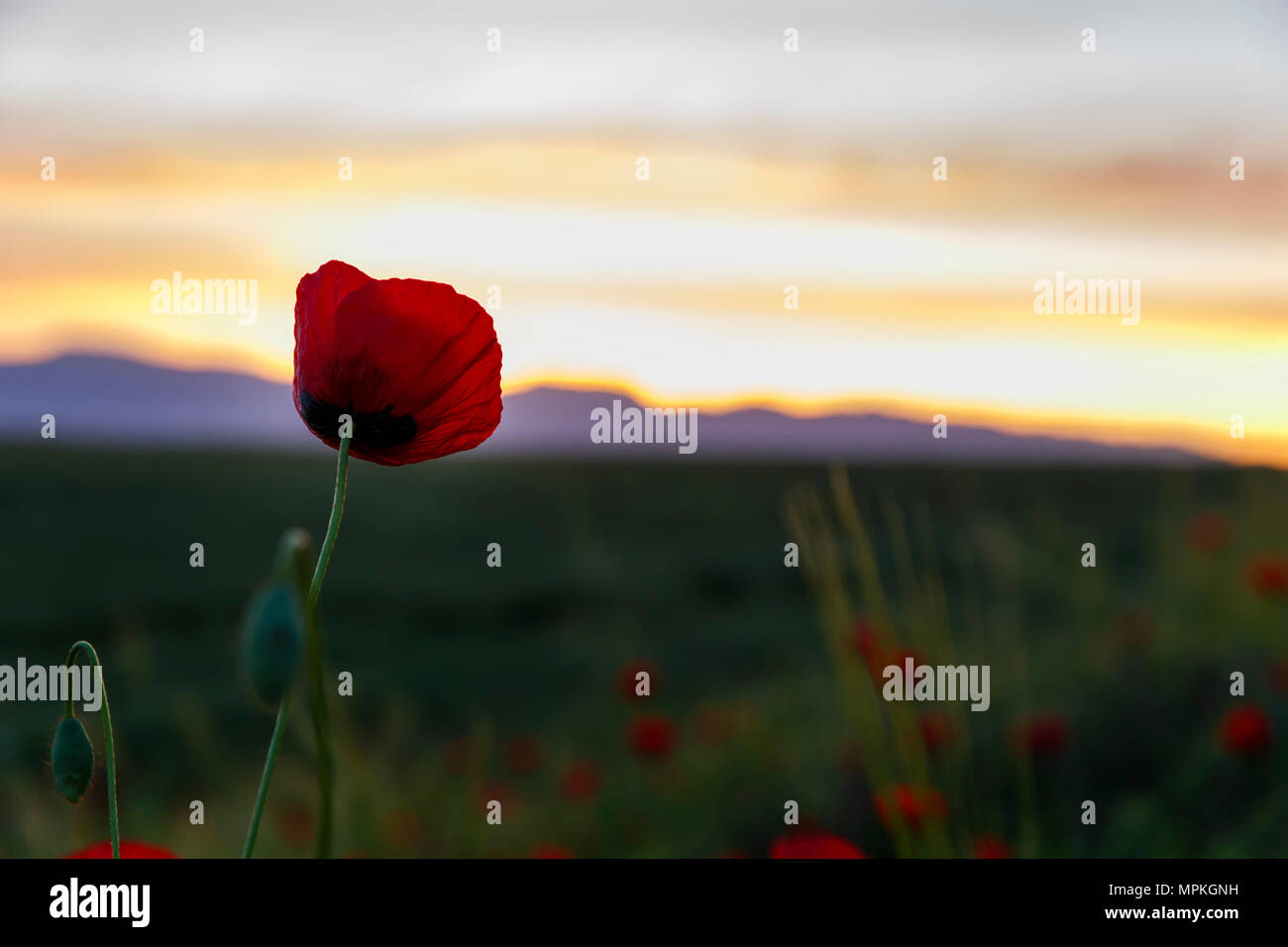 Lonely poppy in the field at dawn Stock Photo - Alamy
