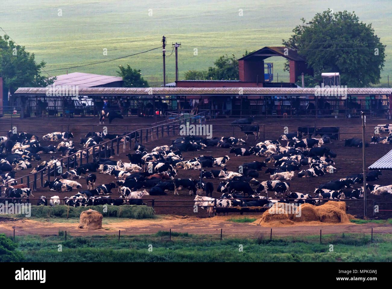 Many white cows in barn hi-res stock photography and images - Alamy
