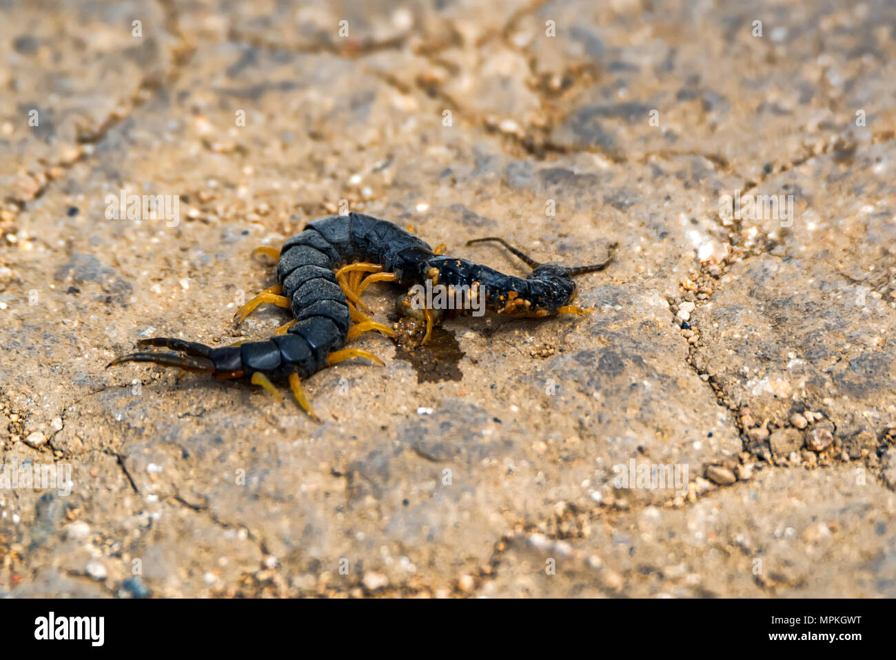Crushed Megarian centipede or Scolopendra cingulata Stock Photo - Alamy