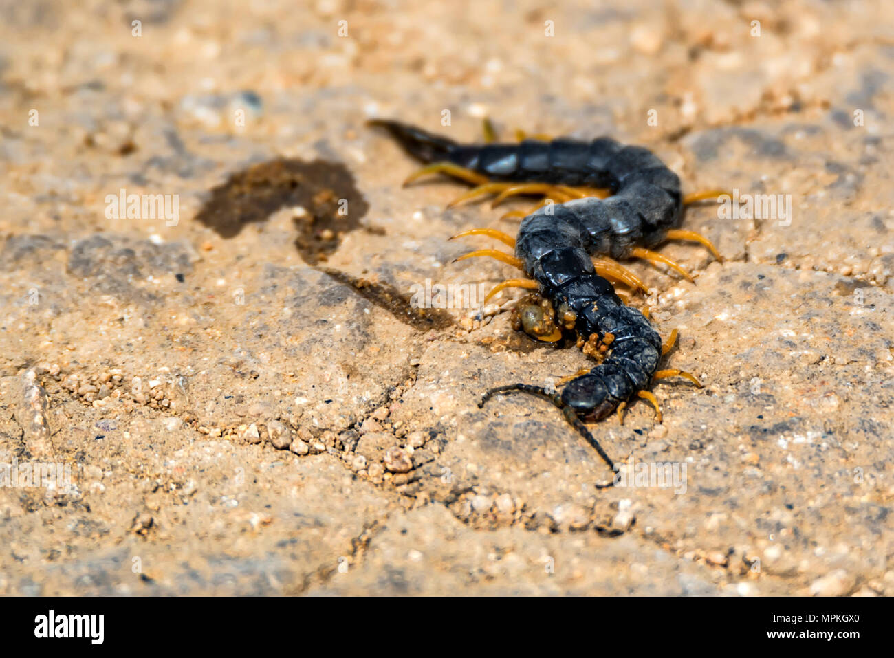Crushed Megarian centipede or Scolopendra cingulata Stock Photo - Alamy