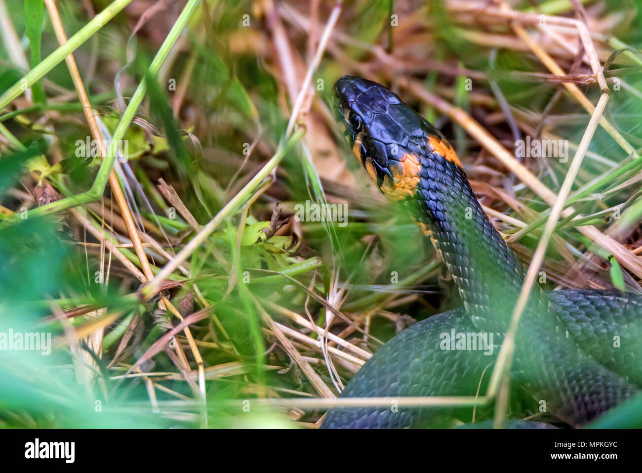Natrix natrix image hi-res stock photography and images - Alamy