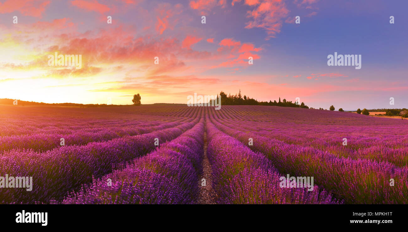 Lavender provence sunrise hi-res stock photography and images - Alamy