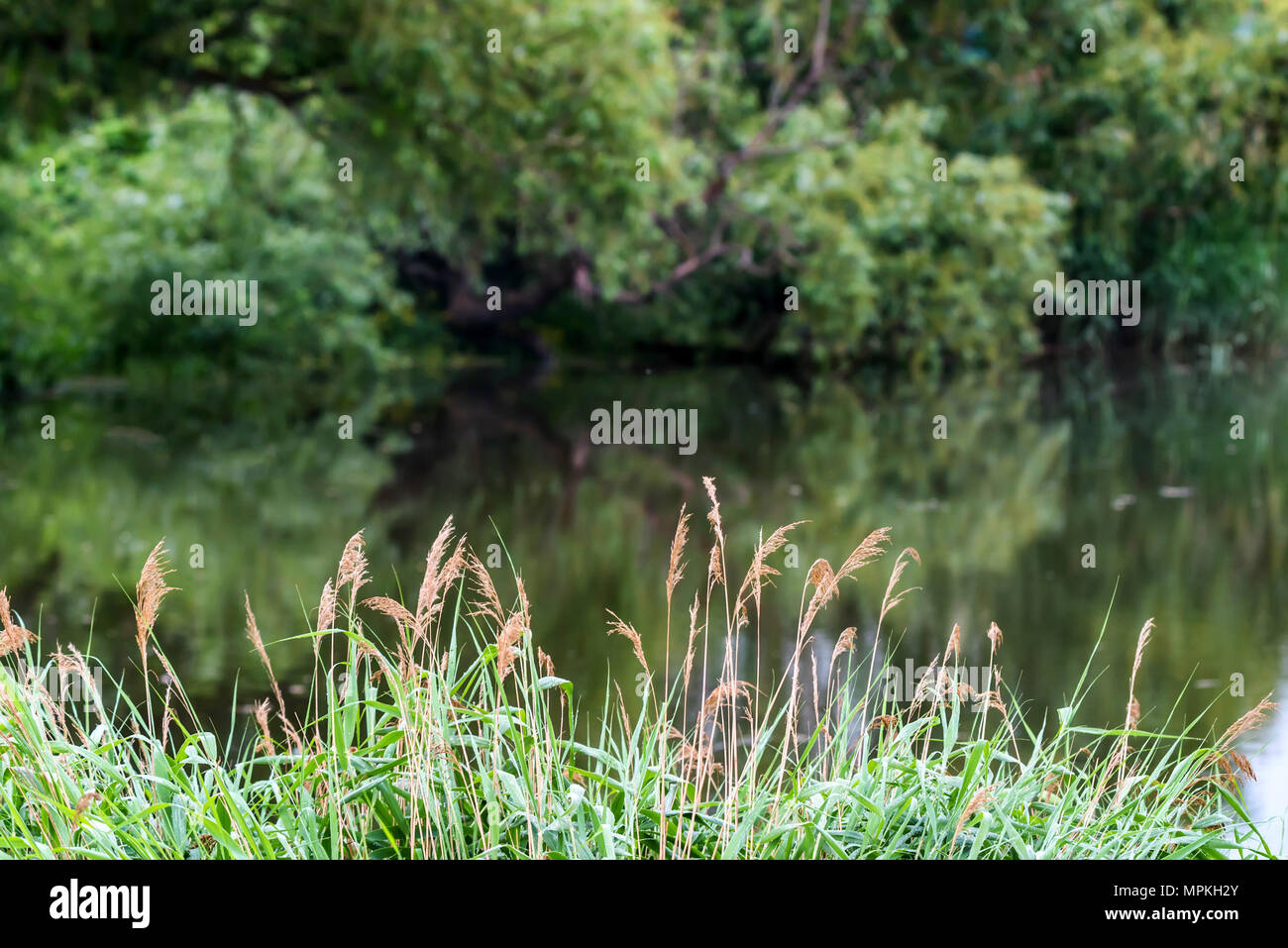 Landscape with green trees on river bank Stock Photo - Alamy