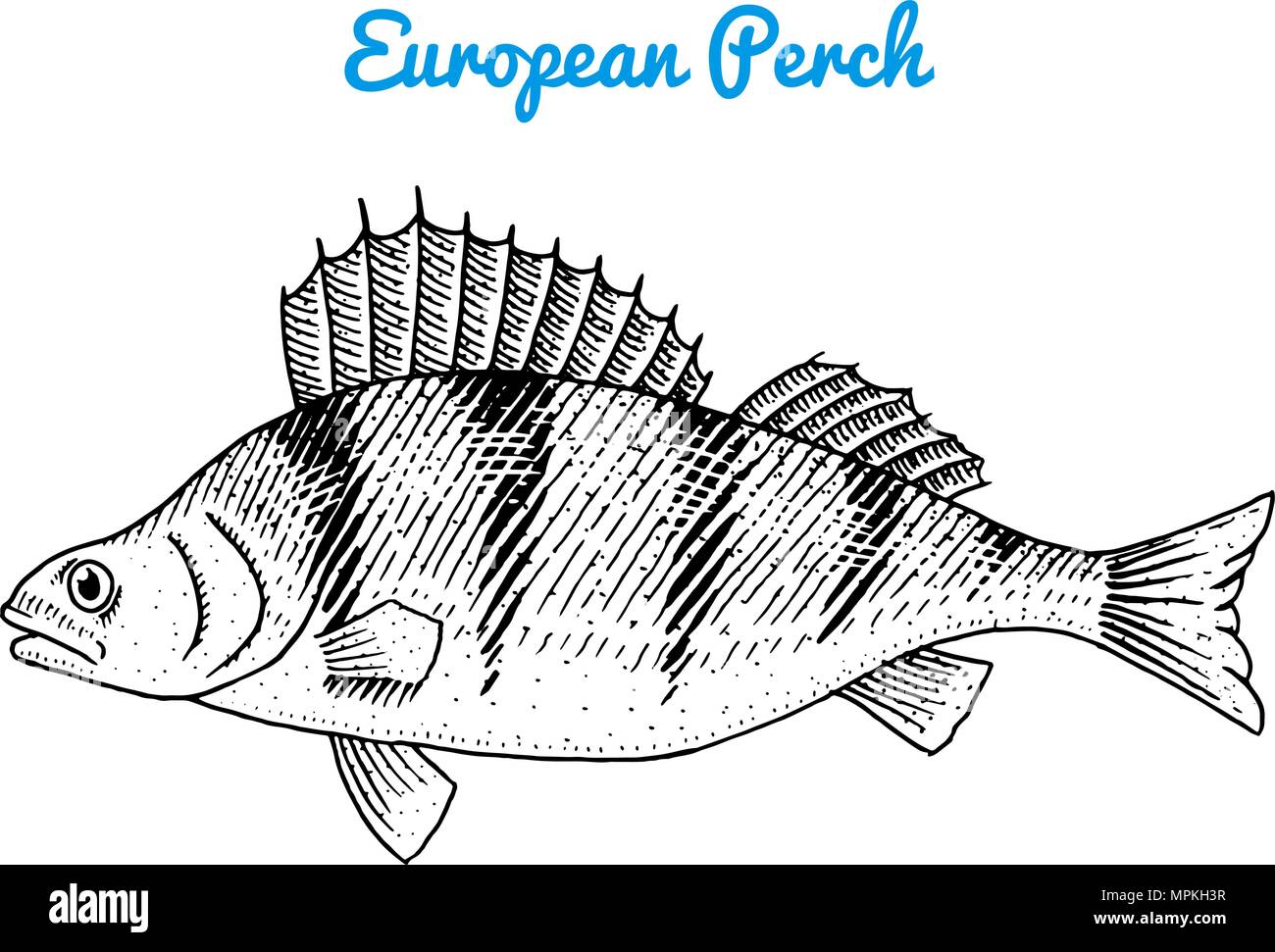 Perchfish Stock Vector Images - Alamy