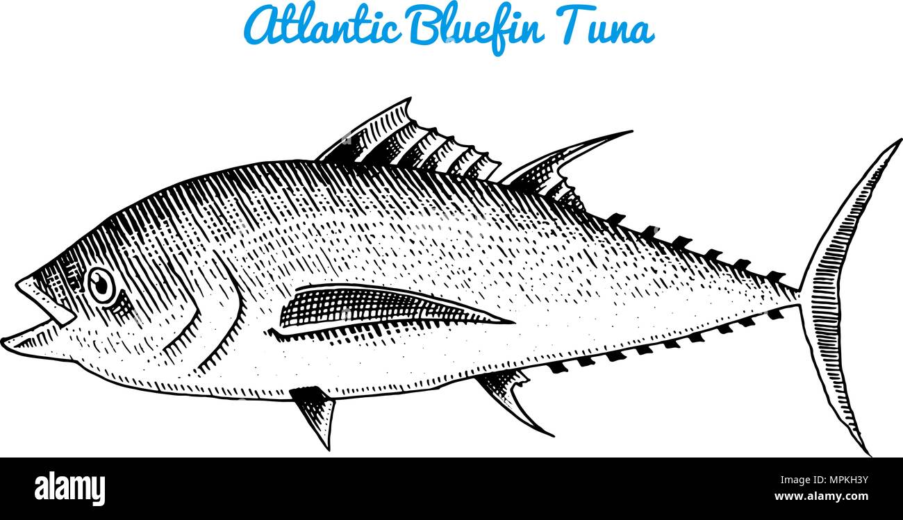 River and lake fish. Atlantic bluefin tuna. Sea creatures. Freshwater ...