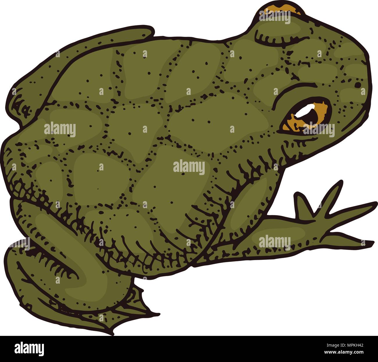 Anuran, hoptoad or toad. Tropical Amphibian. Wild animal. Engraved hand ...