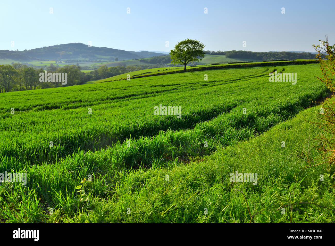 Green fields wales hi-res stock photography and images - Alamy