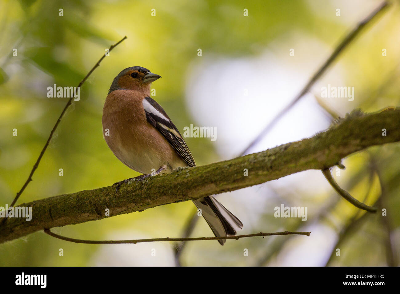 Chaffinch male and female hi-res stock photography and images - Alamy