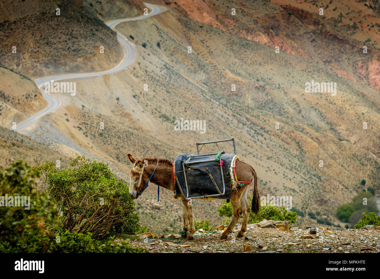 Donkeys tethered hi-res stock photography and images - Alamy