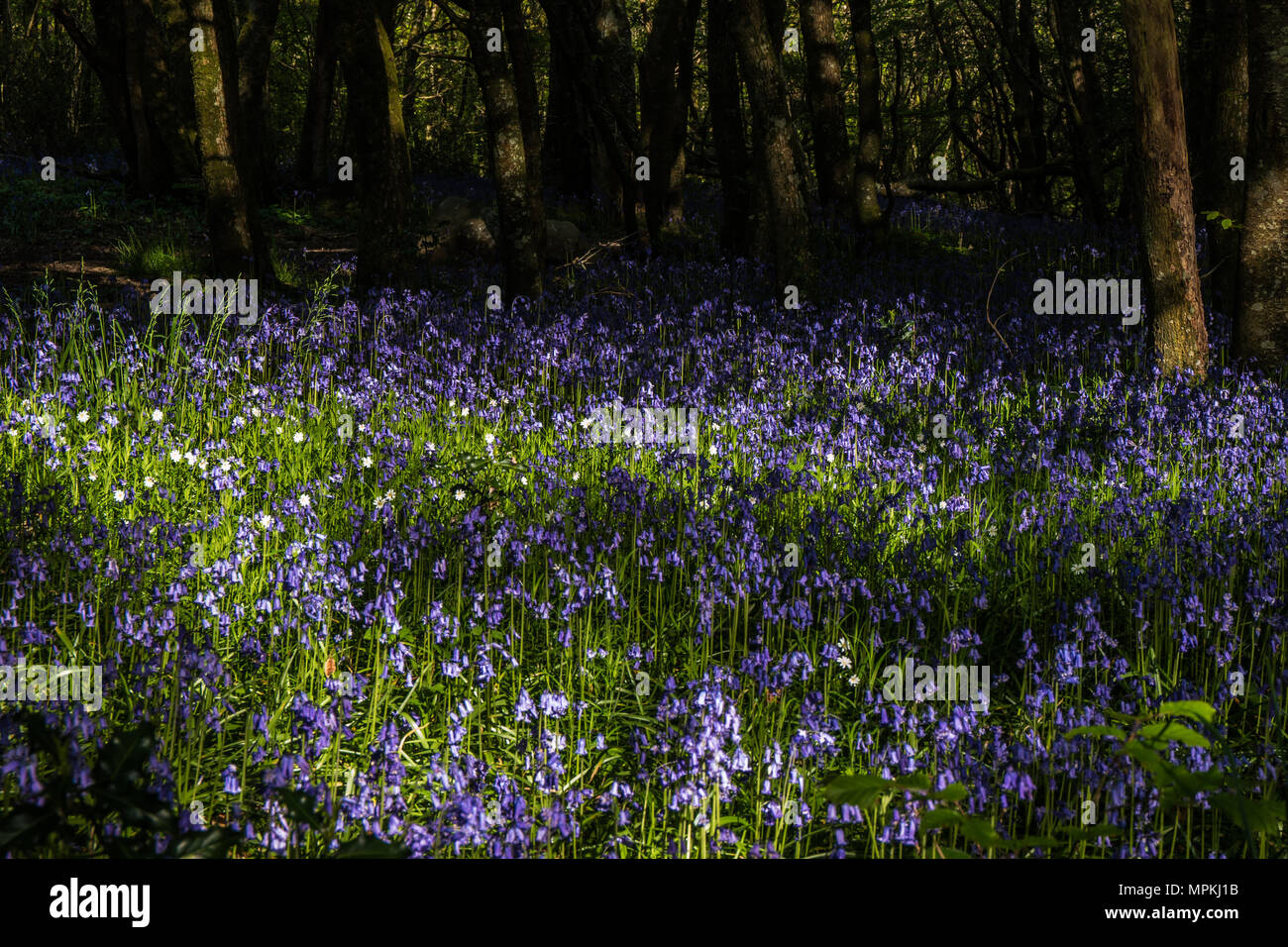 Bluebells in a North Wales wood with sun rays from the rising sun ...