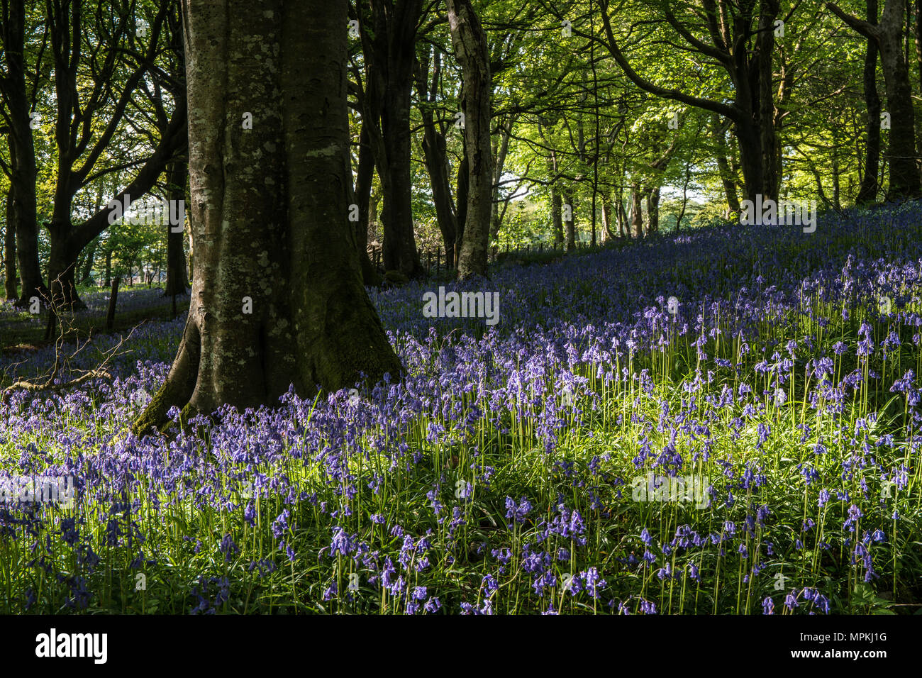 Bluebells in a North Wales wood with sun rays from the rising sun ...