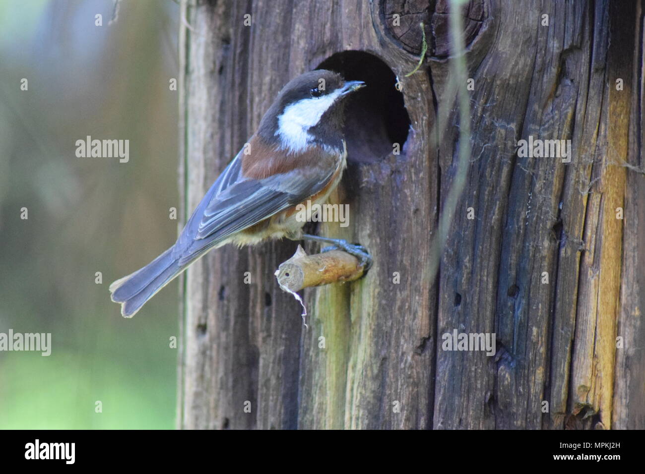 Adult chickadee hi-res stock photography and images - Alamy