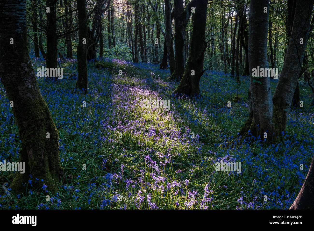 Bluebells in a North Wales wood with sun rays from the rising sun ...