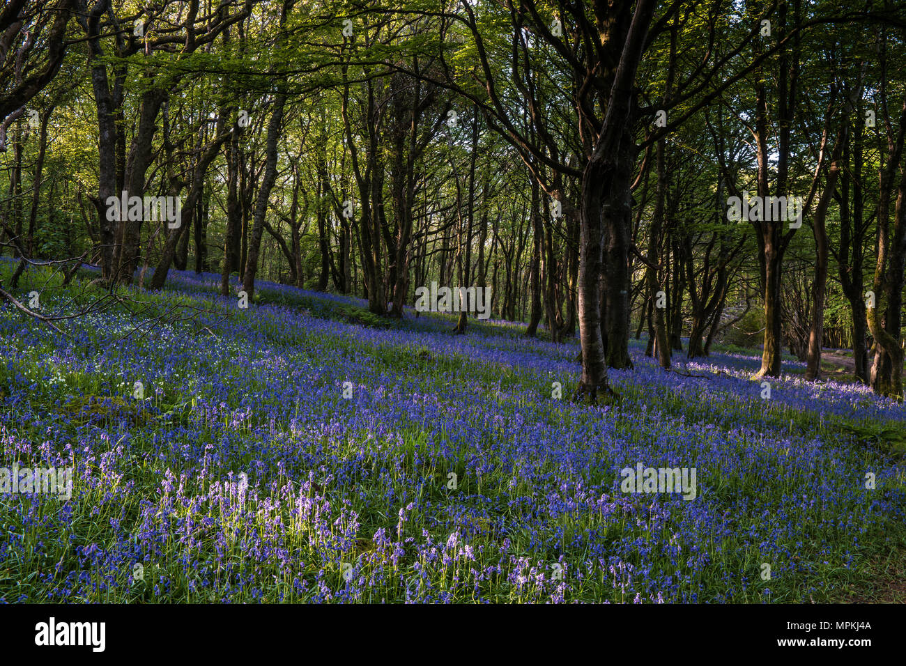 Bluebells in a North Wales wood with sun rays from the rising sun ...