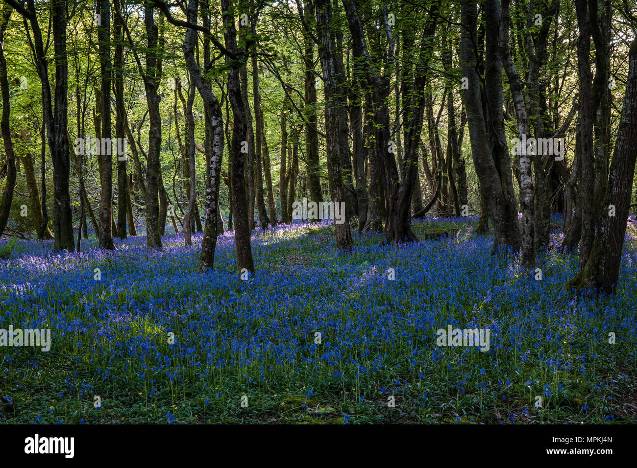 Albino blue bells hi-res stock photography and images - Alamy