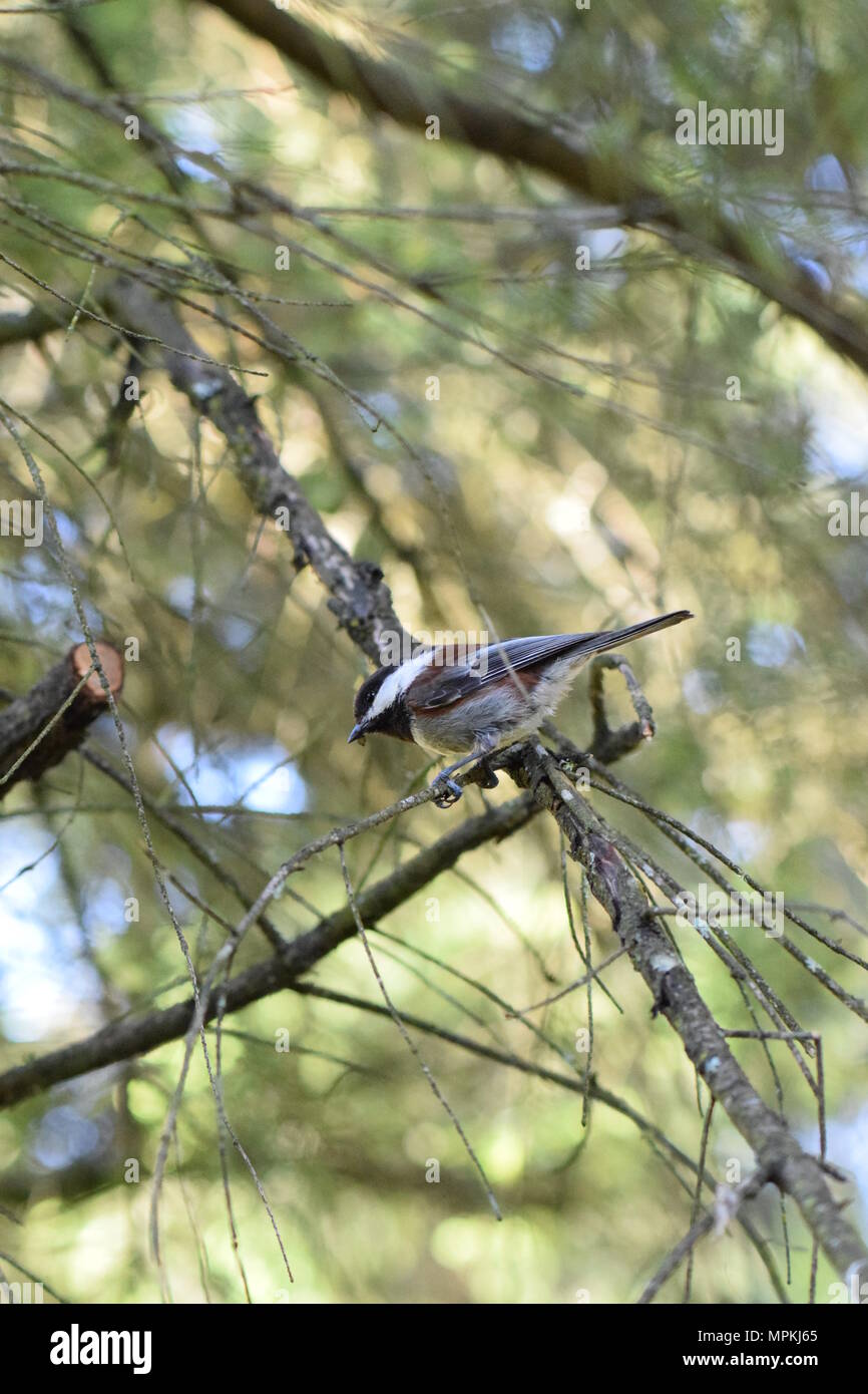 Adult chickadee hi-res stock photography and images - Alamy