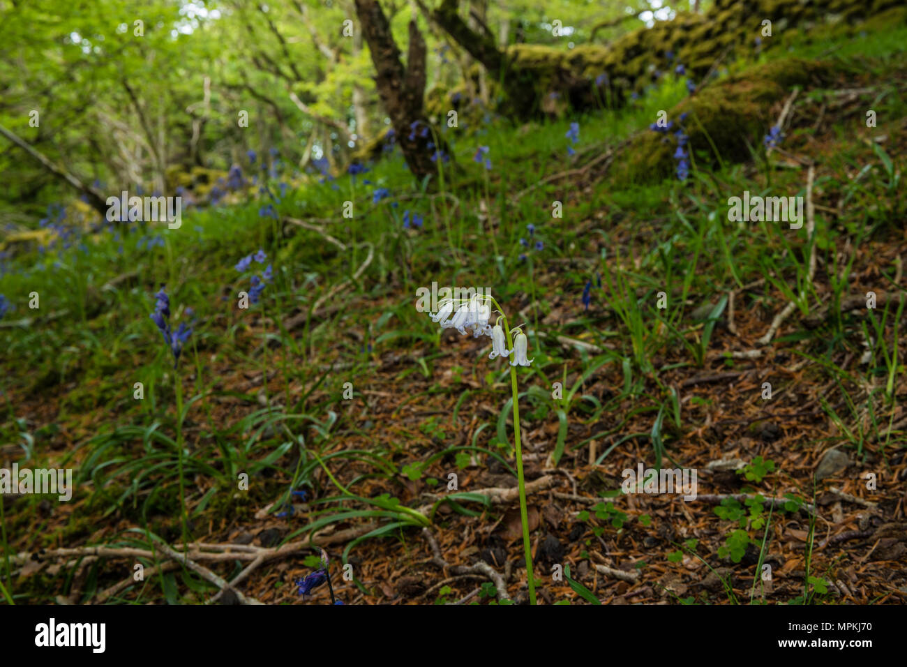 Albino blue bells hi-res stock photography and images - Alamy