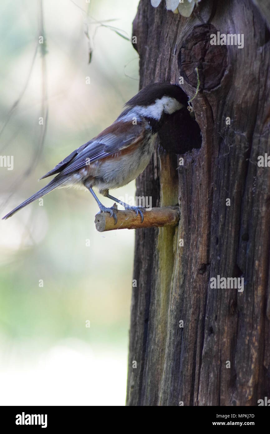 Adult chickadee hi-res stock photography and images - Alamy