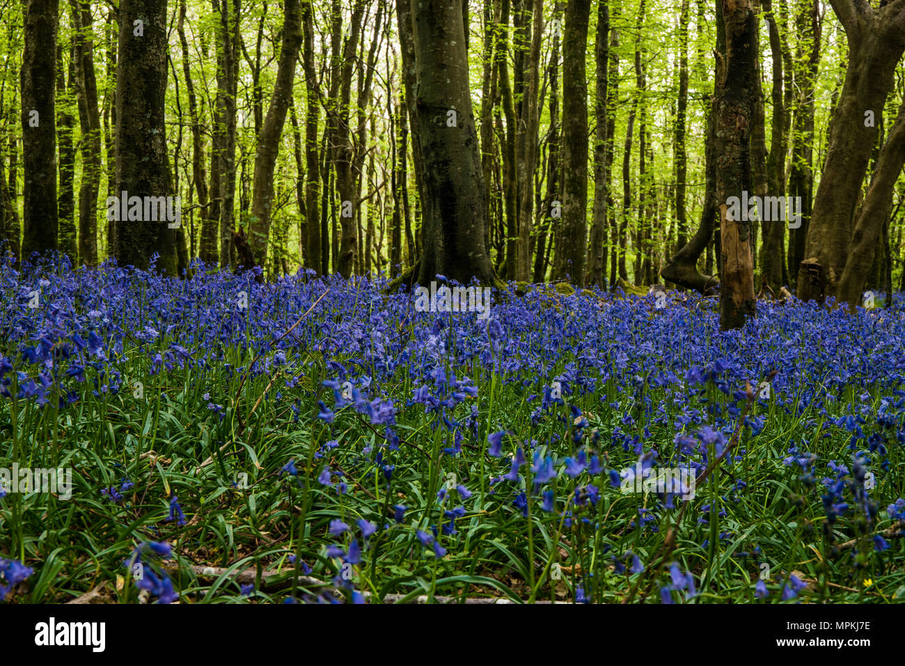 Bluebells in a North Wales wood with sun rays from the rising sun ...