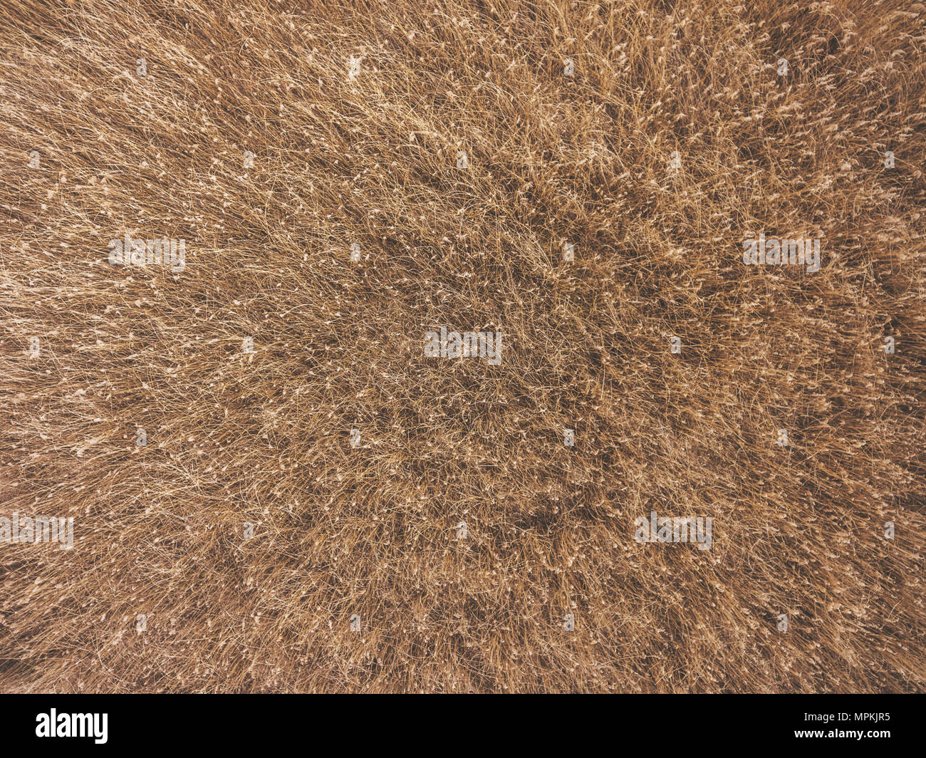Reed frame hi-res stock photography and images - Alamy