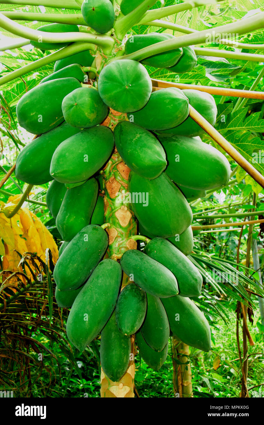 Fruitbearing tree hi-res stock photography and images - Alamy