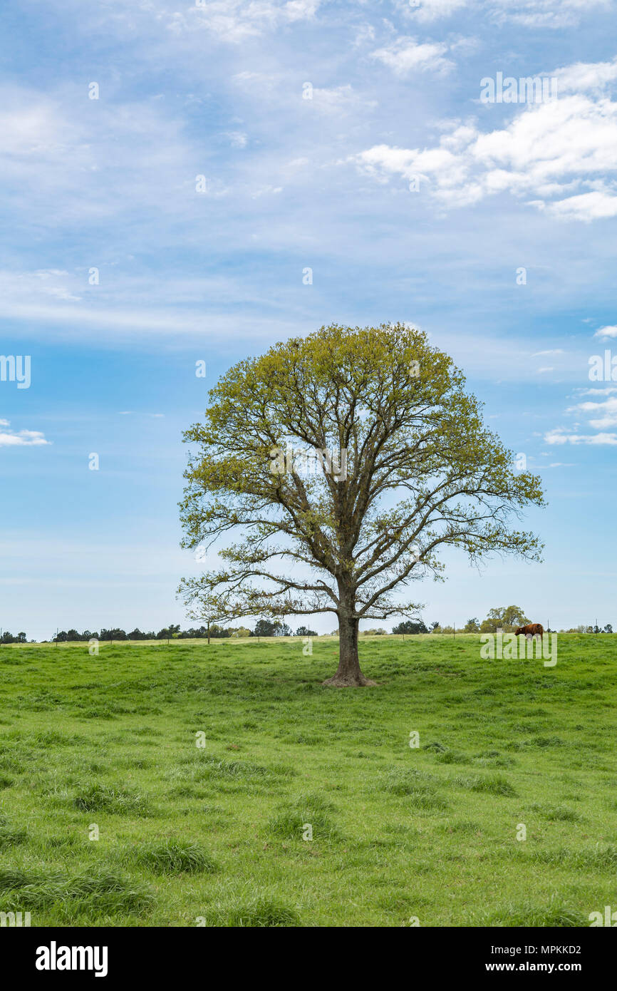Lone single pasture hi-res stock photography and images - Alamy