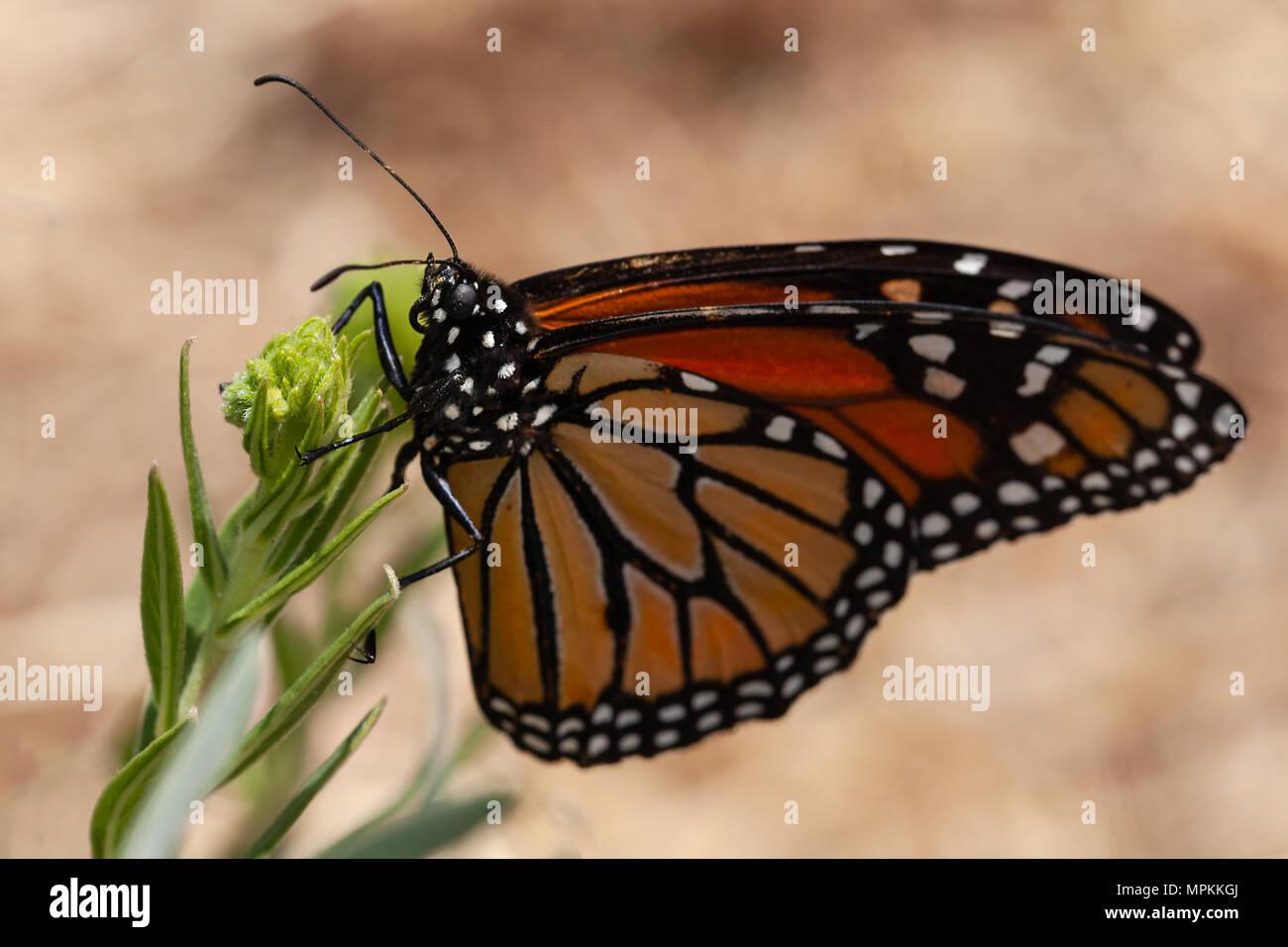 Monarch butterfly macro shot Stock Photo - Alamy