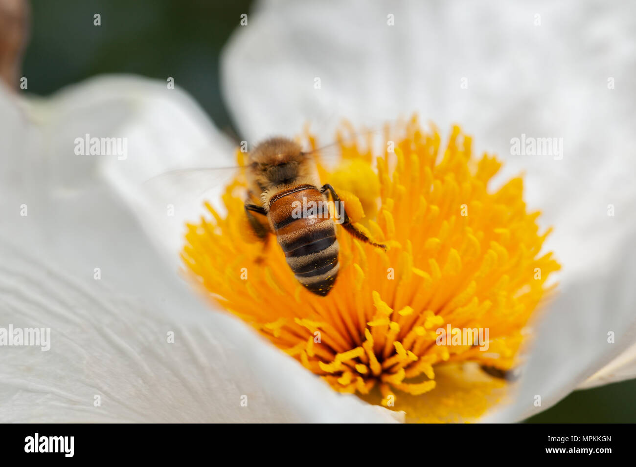 Macro shots of bees pollinating. copy space in frame Stock Photo - Alamy