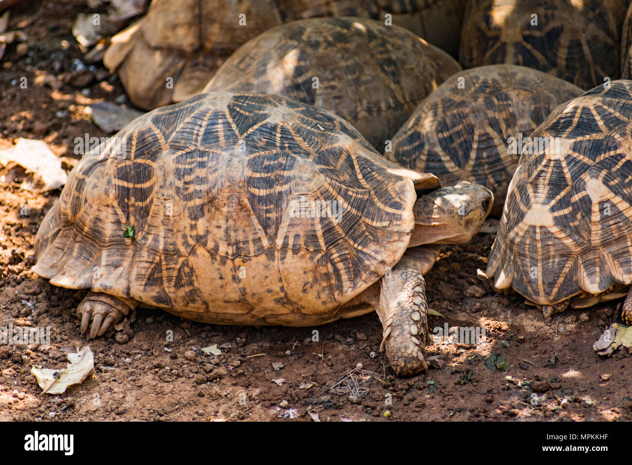 Group of tortoise resting under a tree shadow in sunny day Stock Photo ...