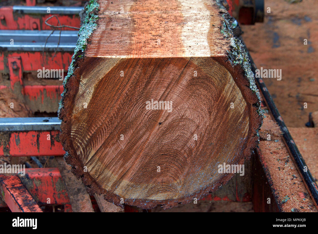 Tree trunk log on saw bed with one side of bark leveled off. A log ...
