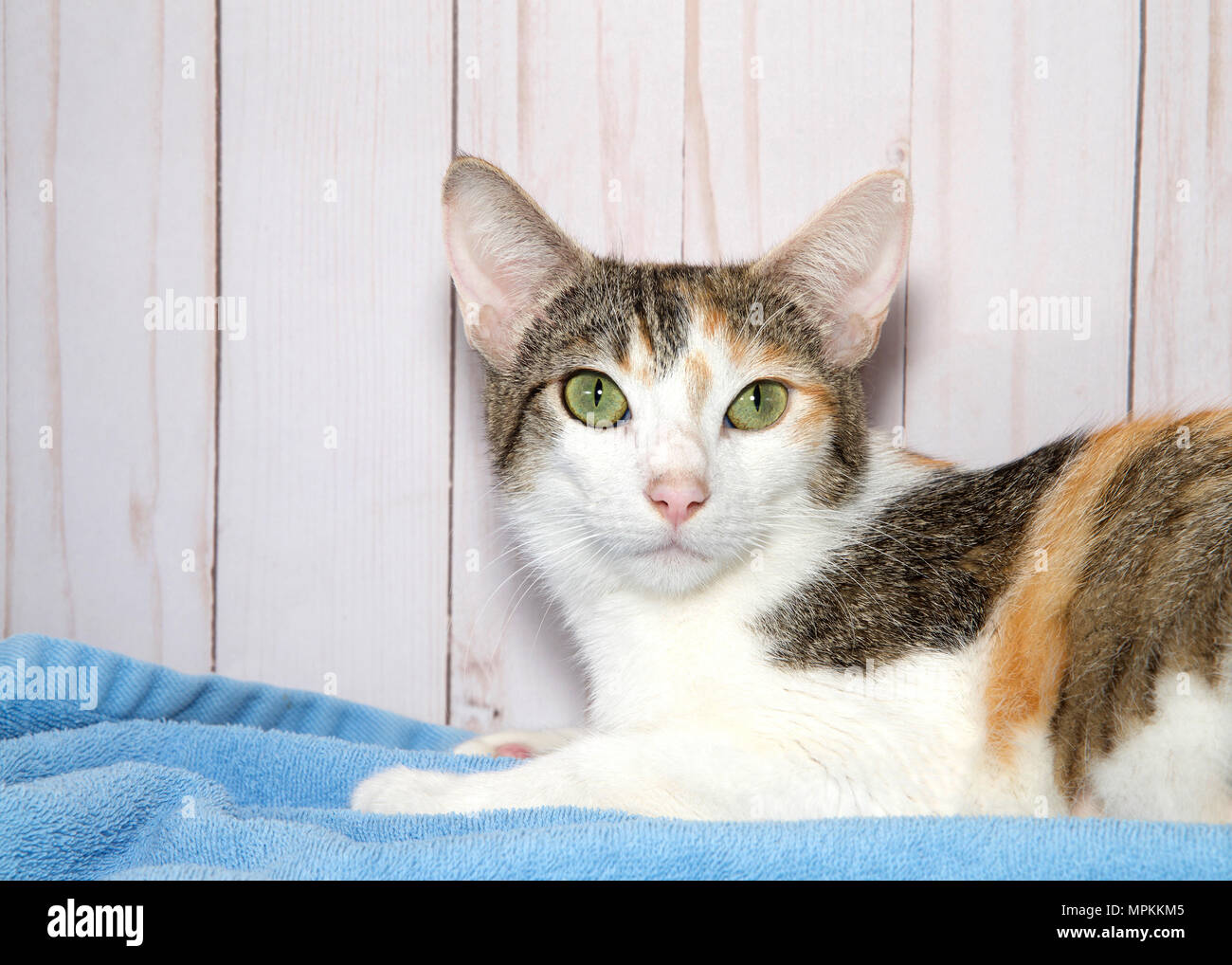 Light Brown Calico Cat