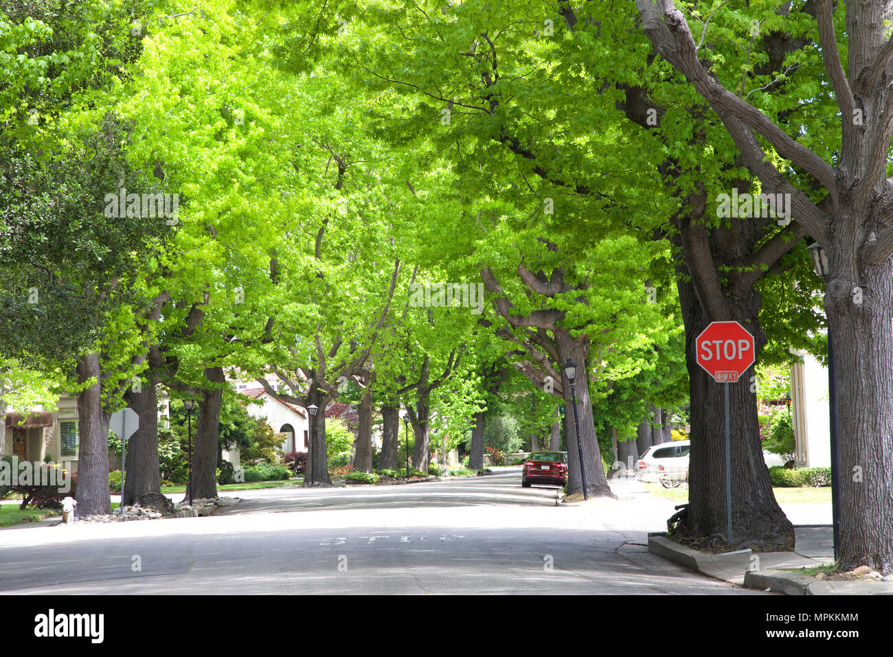 Liquid amber tree leaves hi-res stock photography and images - Alamy