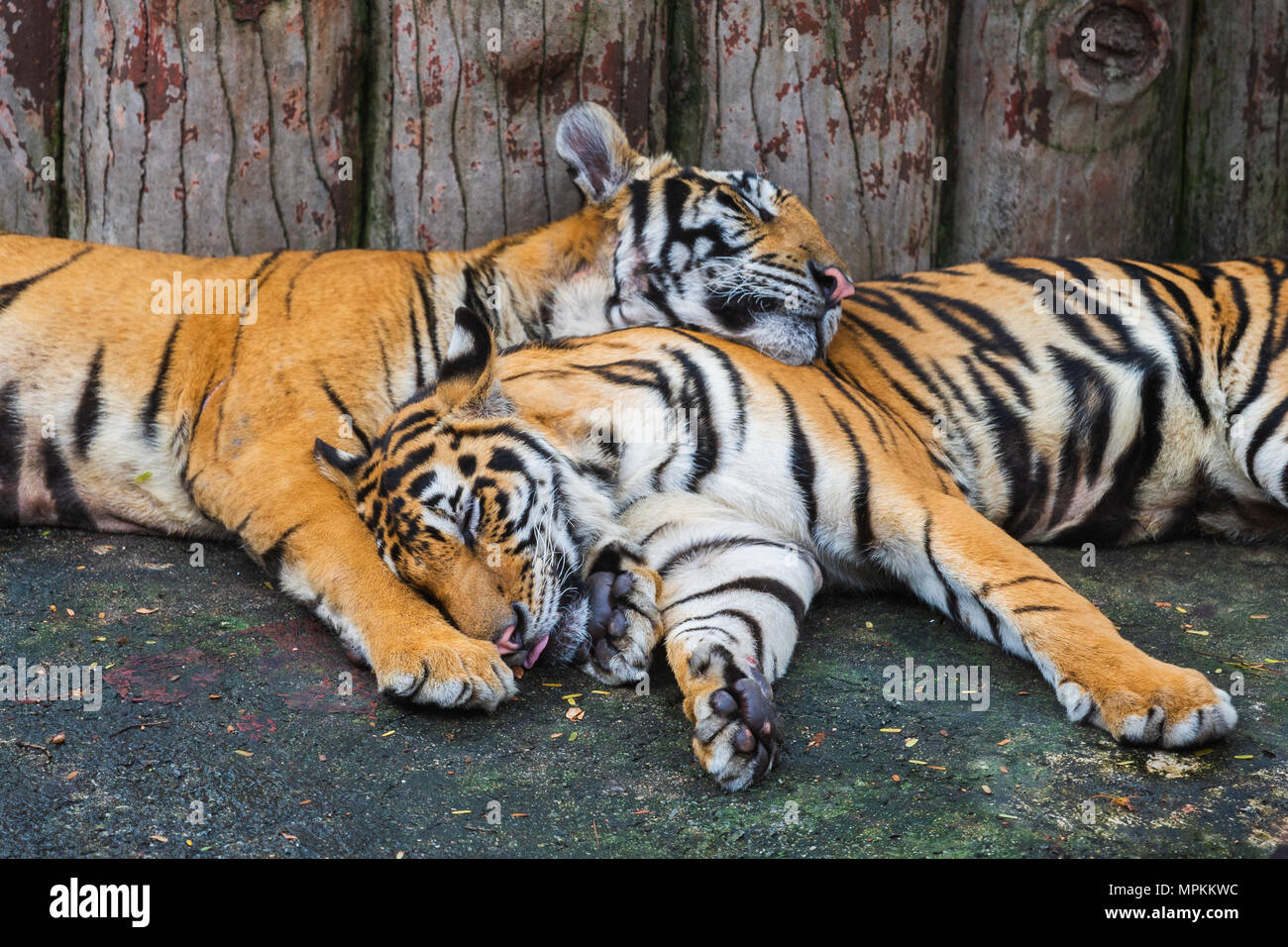 two bengal tigers resting and sleeping Stock Photo - Alamy