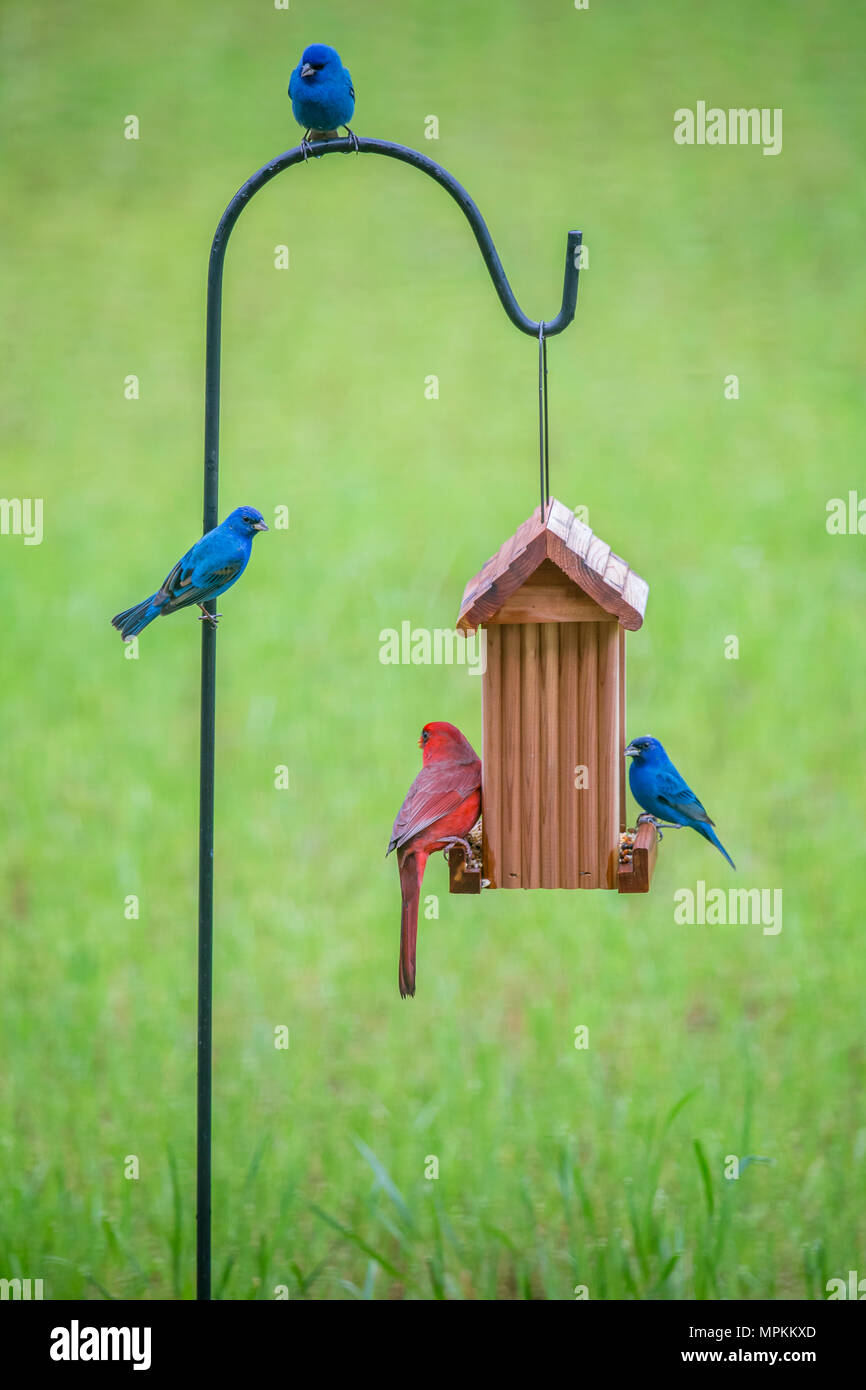 Indigo Bunting Nest Box