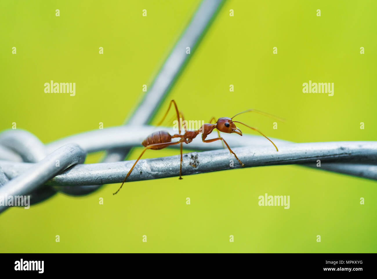 ant walking on the wire Stock Photo - Alamy