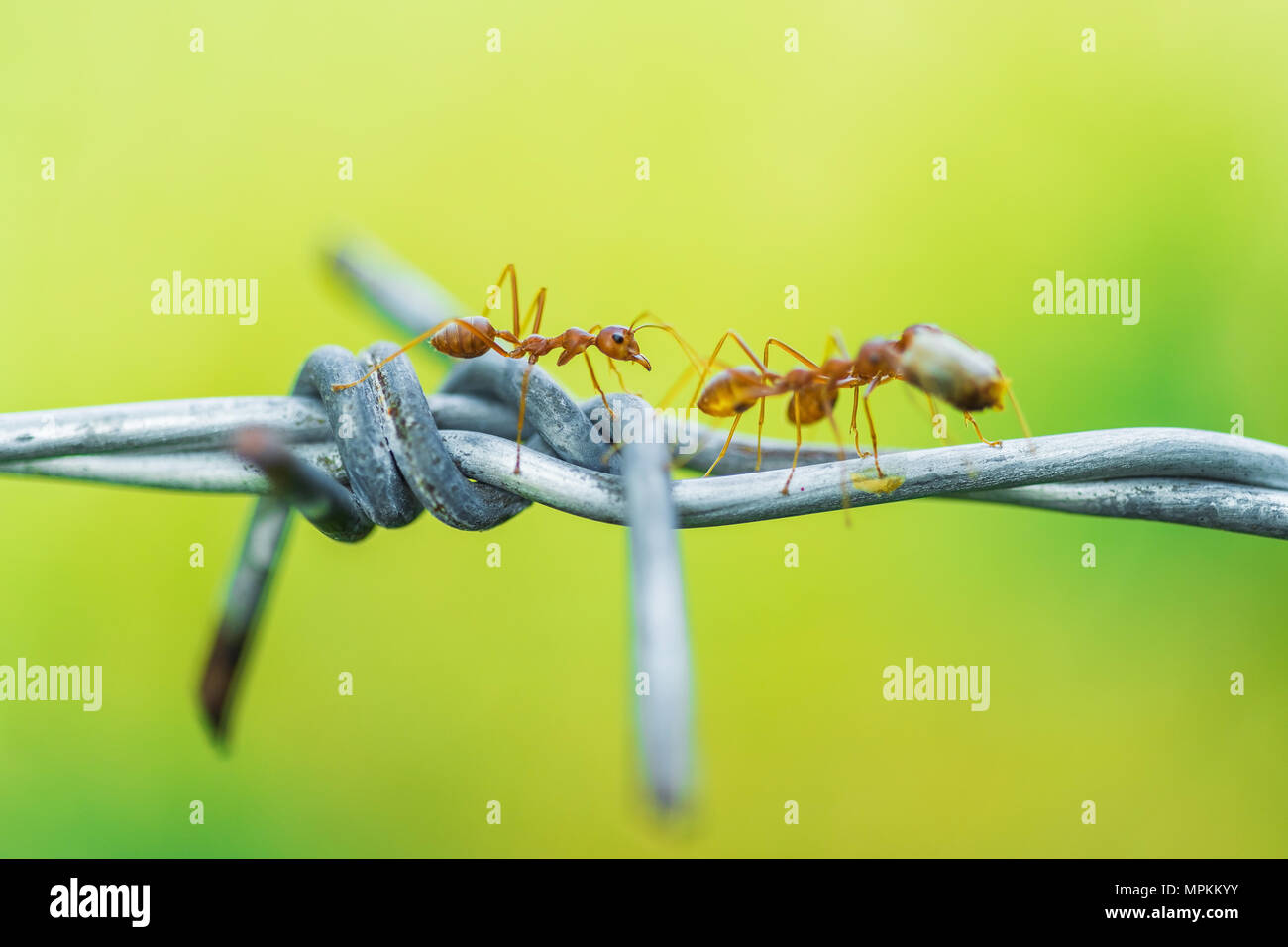 ants carrying food on the wire Stock Photo - Alamy