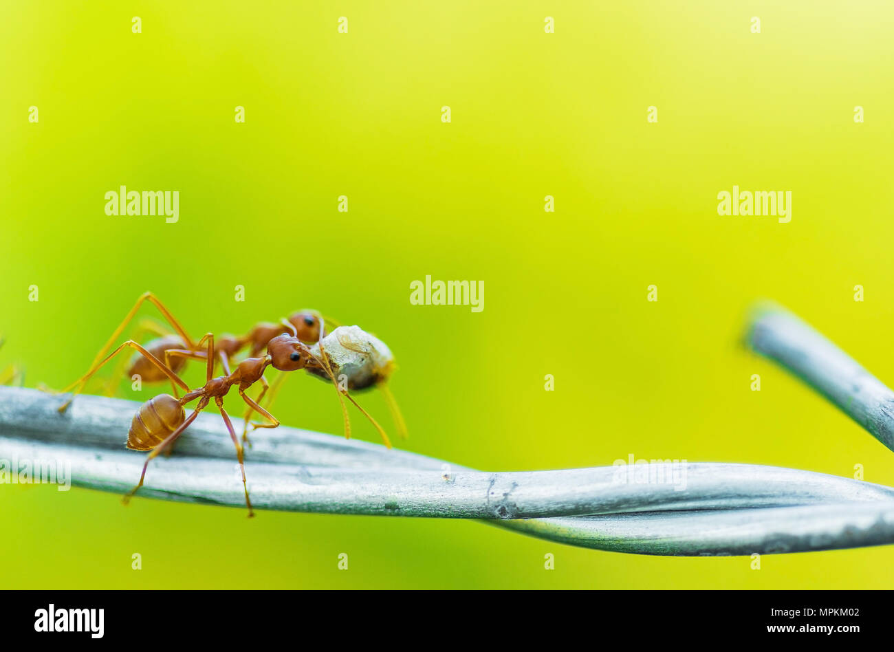 Ants carrying food hi-res stock photography and images - Alamy