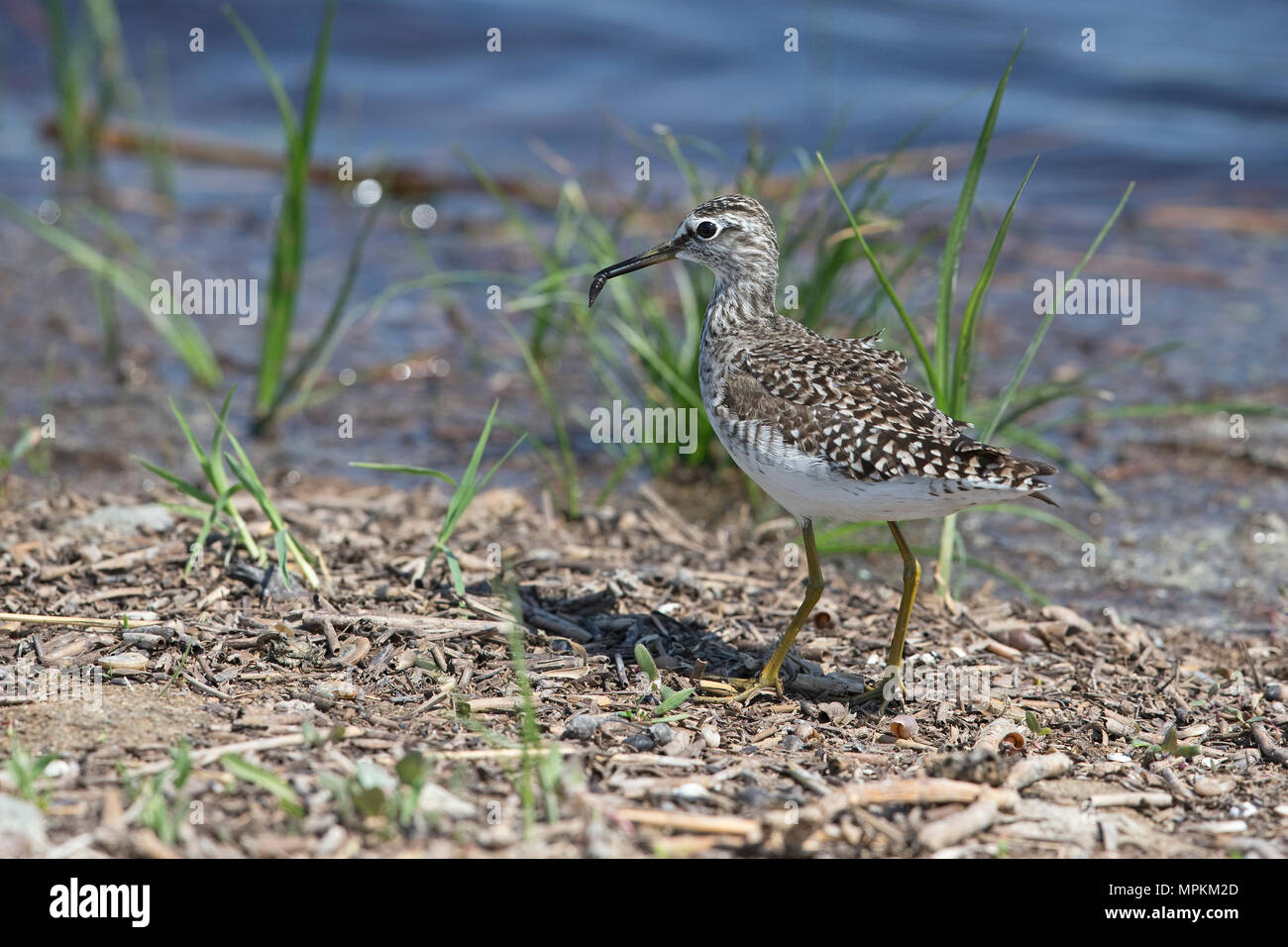 Breeding tringa glareola hi-res stock photography and images - Alamy