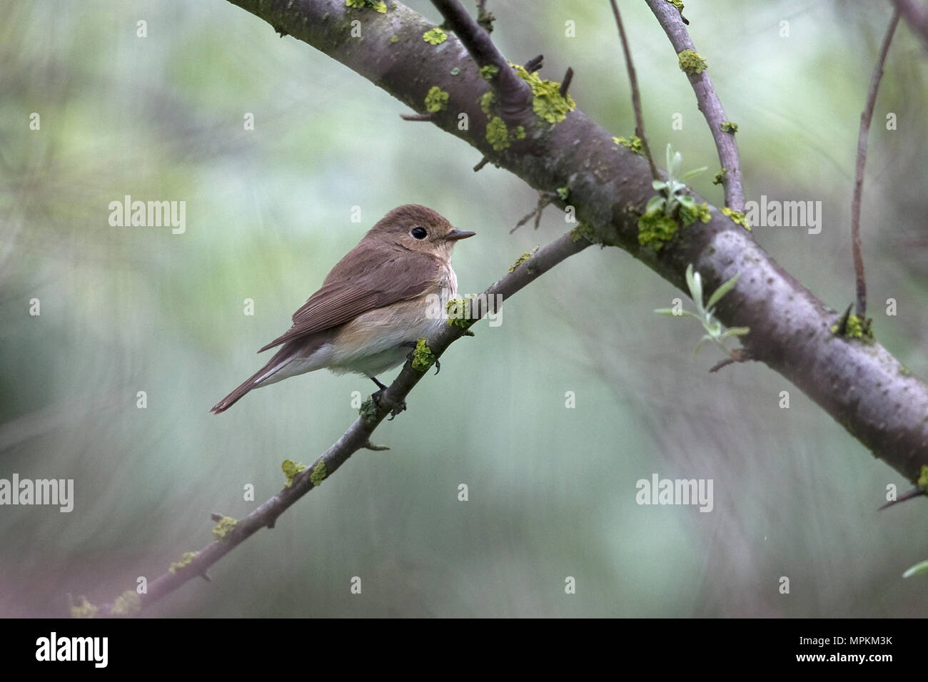 Red-breasted Flycatcher (Ficedula parva Stock Photo - Alamy